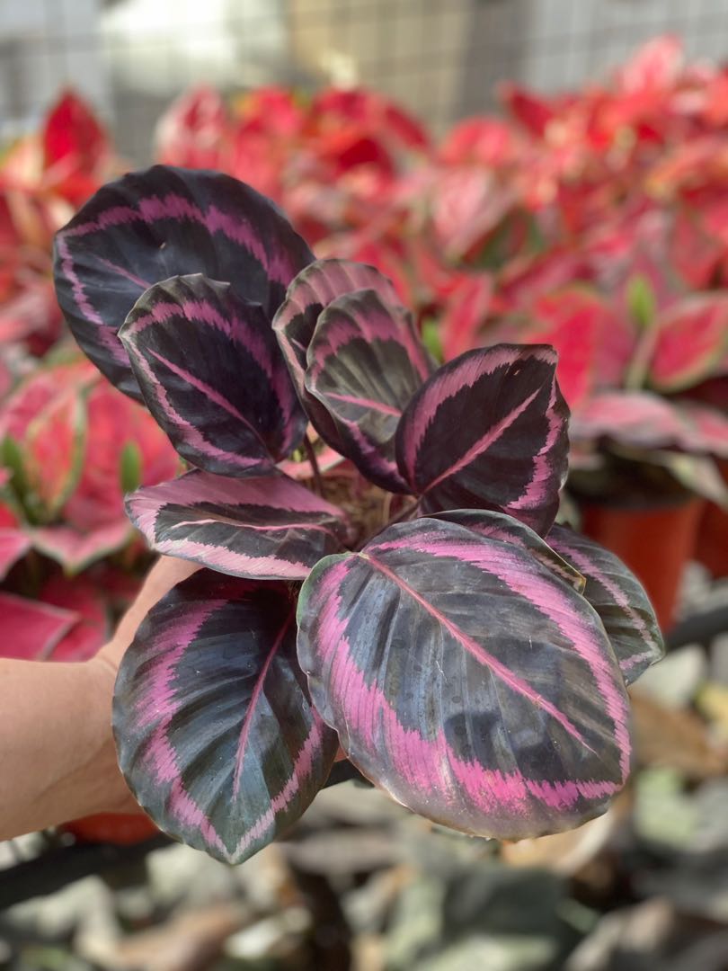 Calathea Princess Jessie, Furniture & Home Living, Gardening, Plants ...