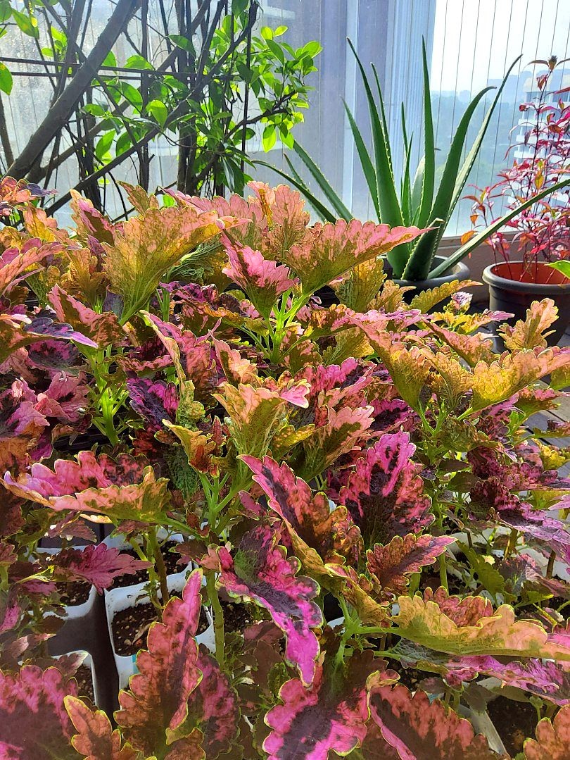 Coleus Ruffle plant, Furniture & Home Living, Gardening, Plants & Seeds ...