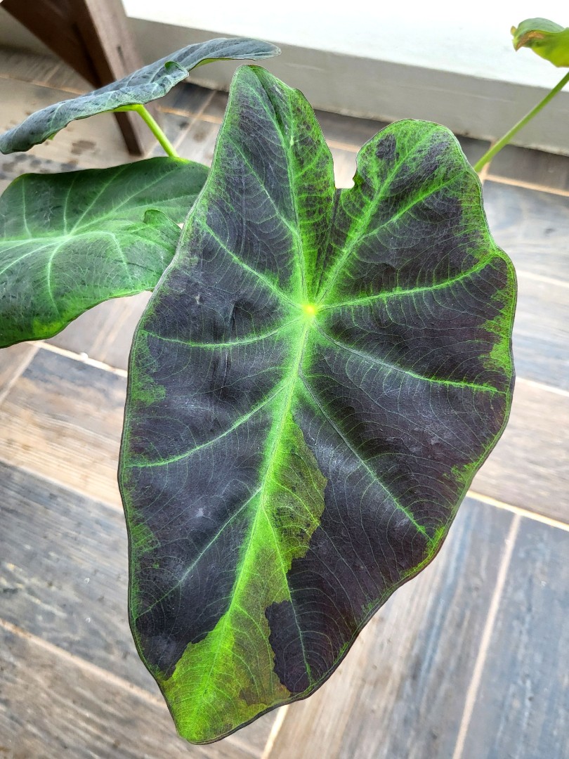 Colocasia Illustris, Furniture & Home Living, Gardening, Plants & Seeds ...
