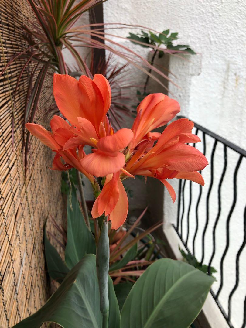 Orange colour Cana lily saplings plant tree for sale, Furniture & Home ...