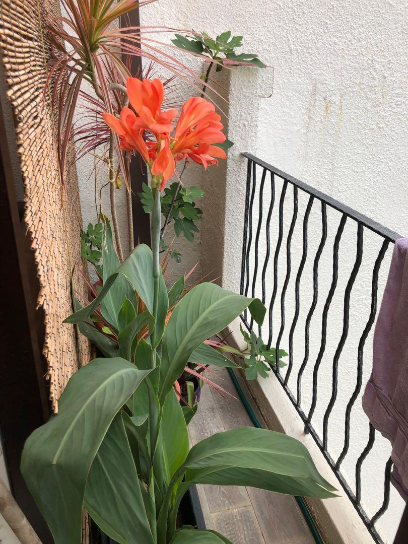 Orange colour Cana lily saplings plant tree for sale, Furniture & Home ...