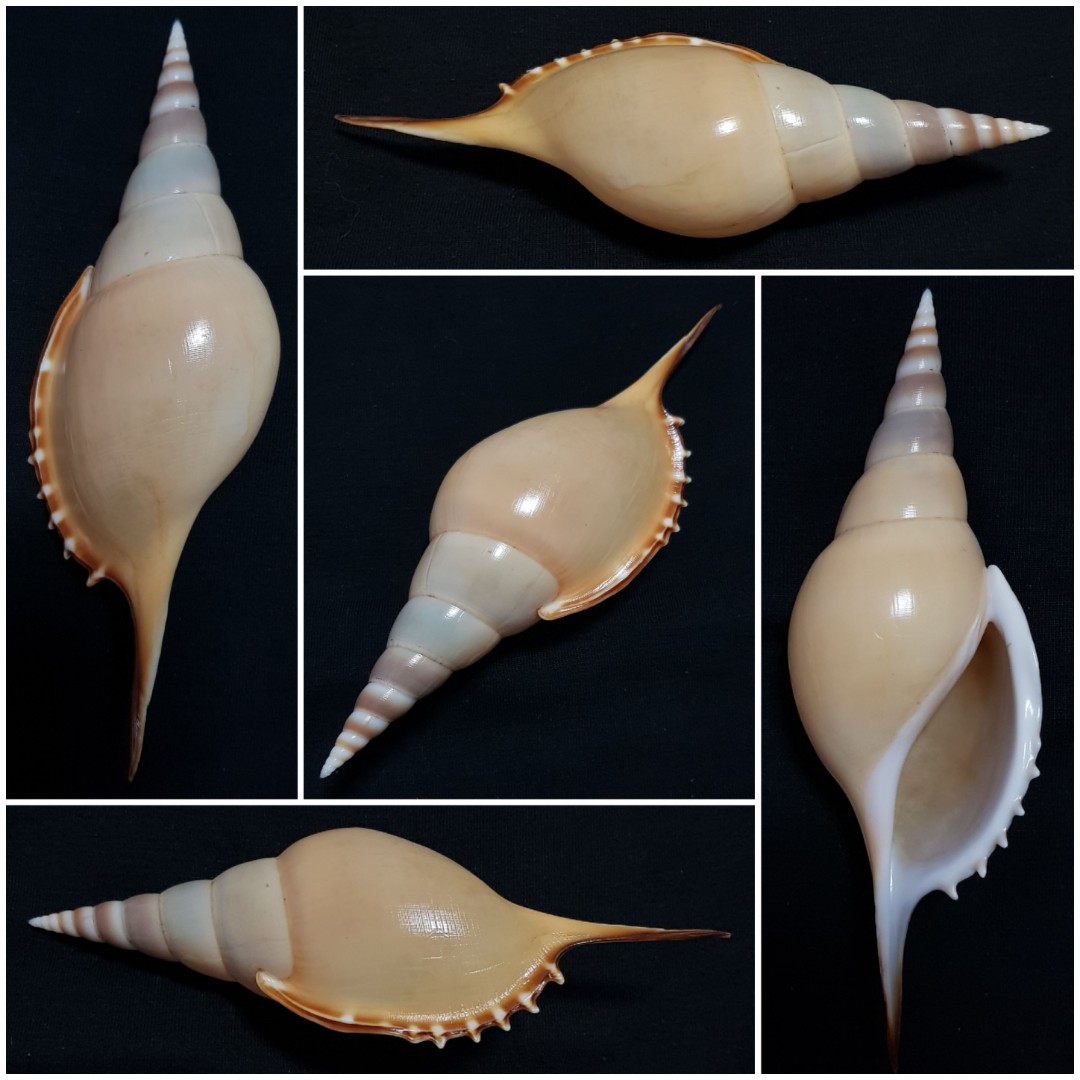 Seashell Martini's Tibia Shell, Hobbies & Toys, Memorabilia ...