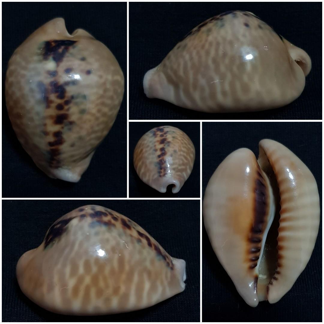 Seashell Mouse cowry, Hobbies & Toys, Memorabilia & Collectibles ...