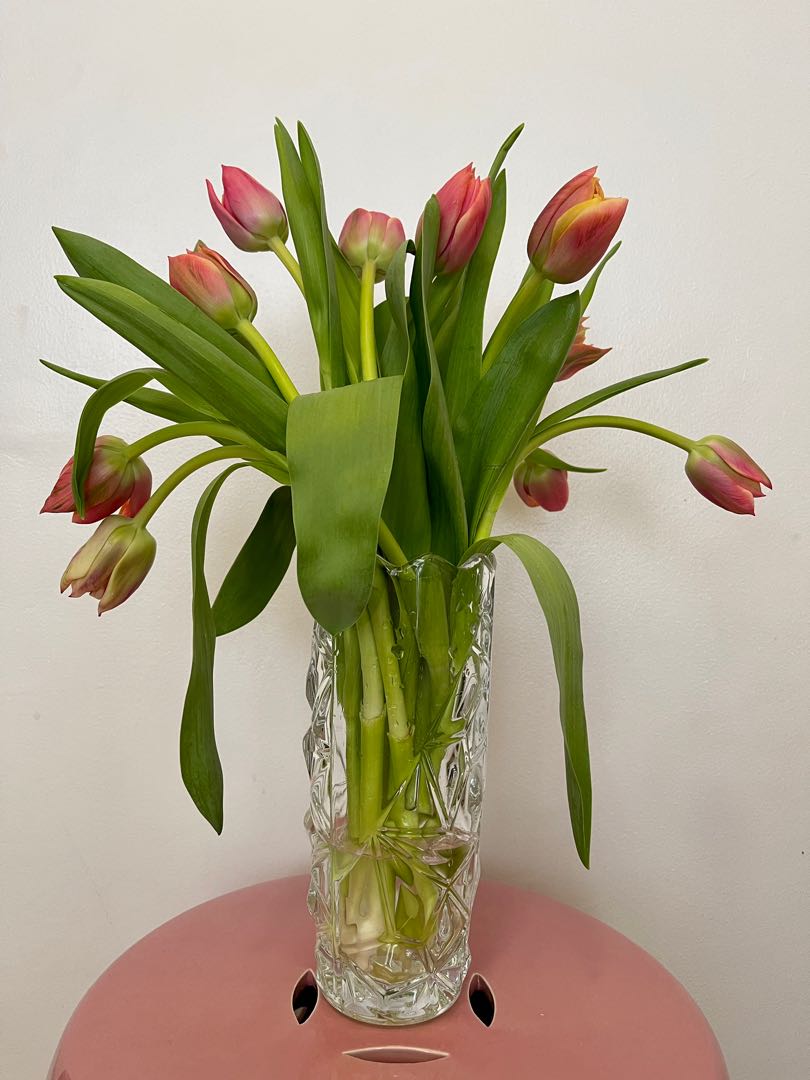 Columbus Double Tulip, Furniture & Home Living, Gardening, Plants ...