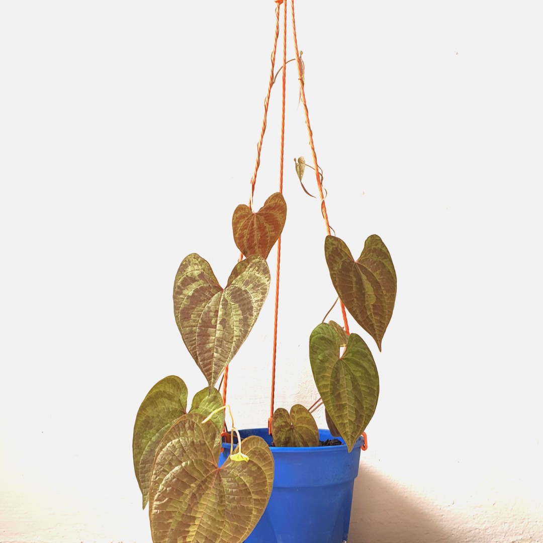 Dioscorea discolor, Furniture & Home Living, Gardening, Plants & Seeds ...