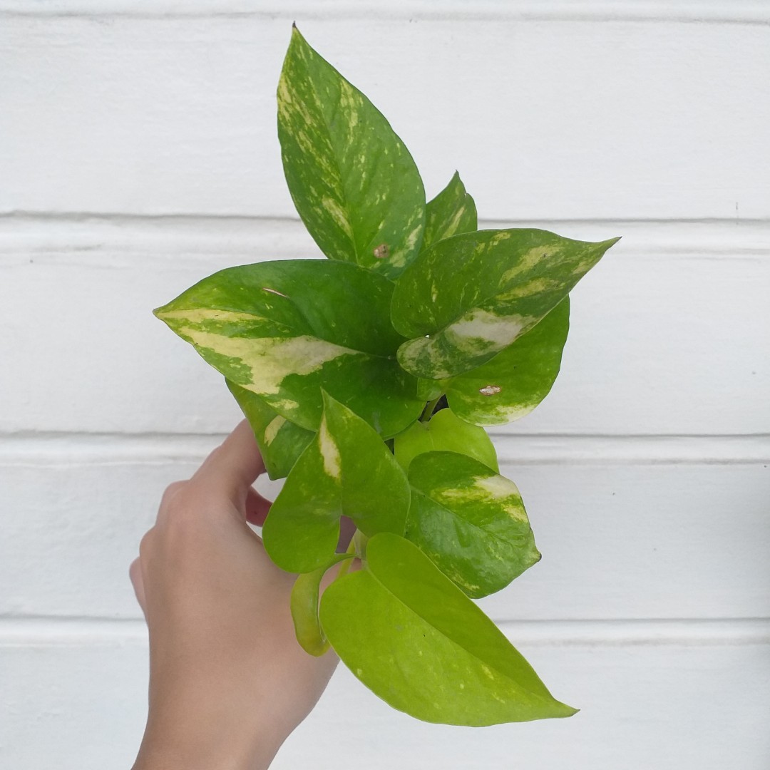 Neon pothos plant, Furniture & Home Living, Gardening, Plants & Seeds ...