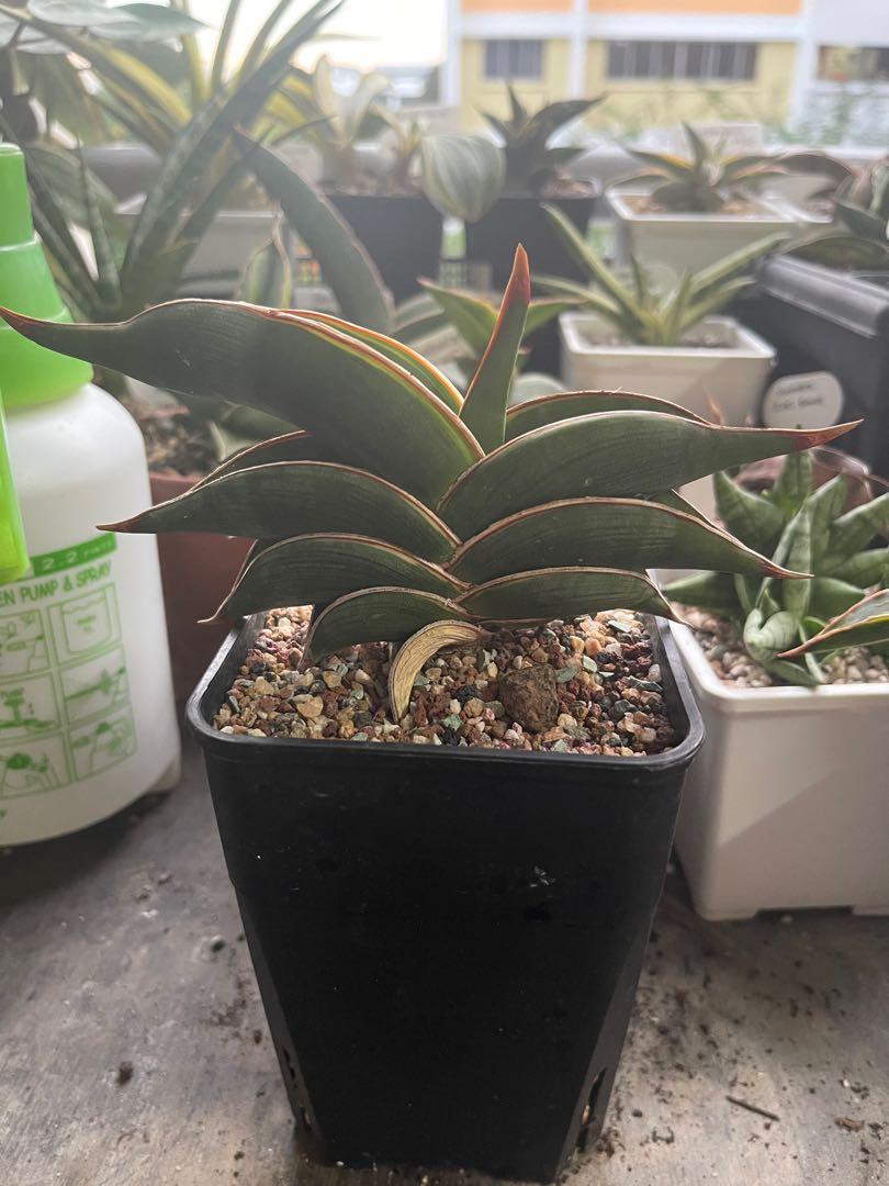 Sansevieria Rorida Variegated, Furniture & Home Living, Gardening ...