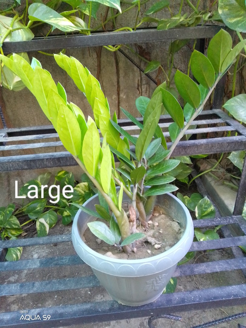 ZZ plant (Welcome plant), Furniture & Home Living, Gardening, Plants ...