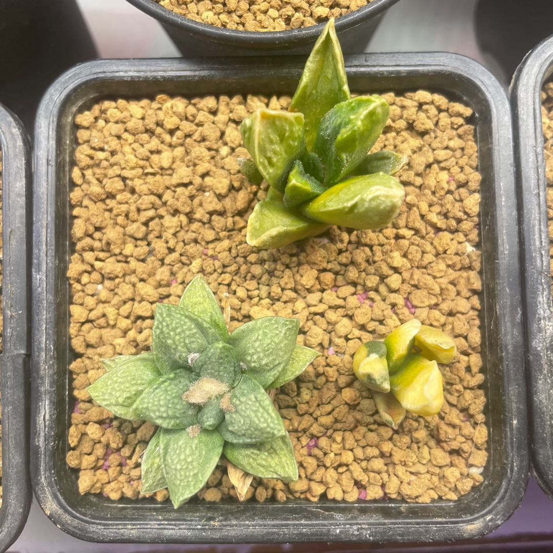 Ariocarpus Hybrid Variegated (3 plants), Furniture & Home Living ...