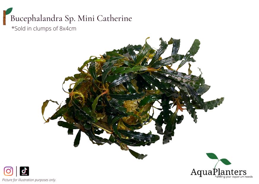 Bucephalandra Sp. Mini Catherine, Furniture & Home Living, Gardening ...
