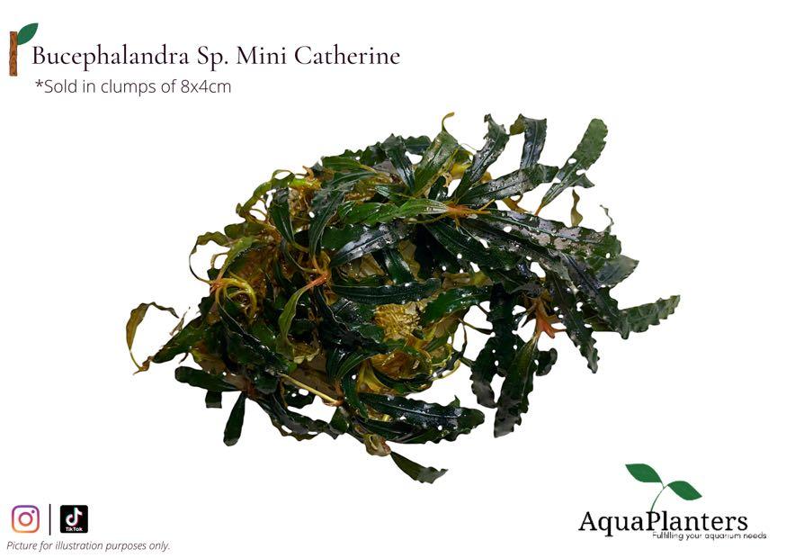 Bucephalandra Sp. Mini Catherine, Furniture & Home Living, Gardening ...