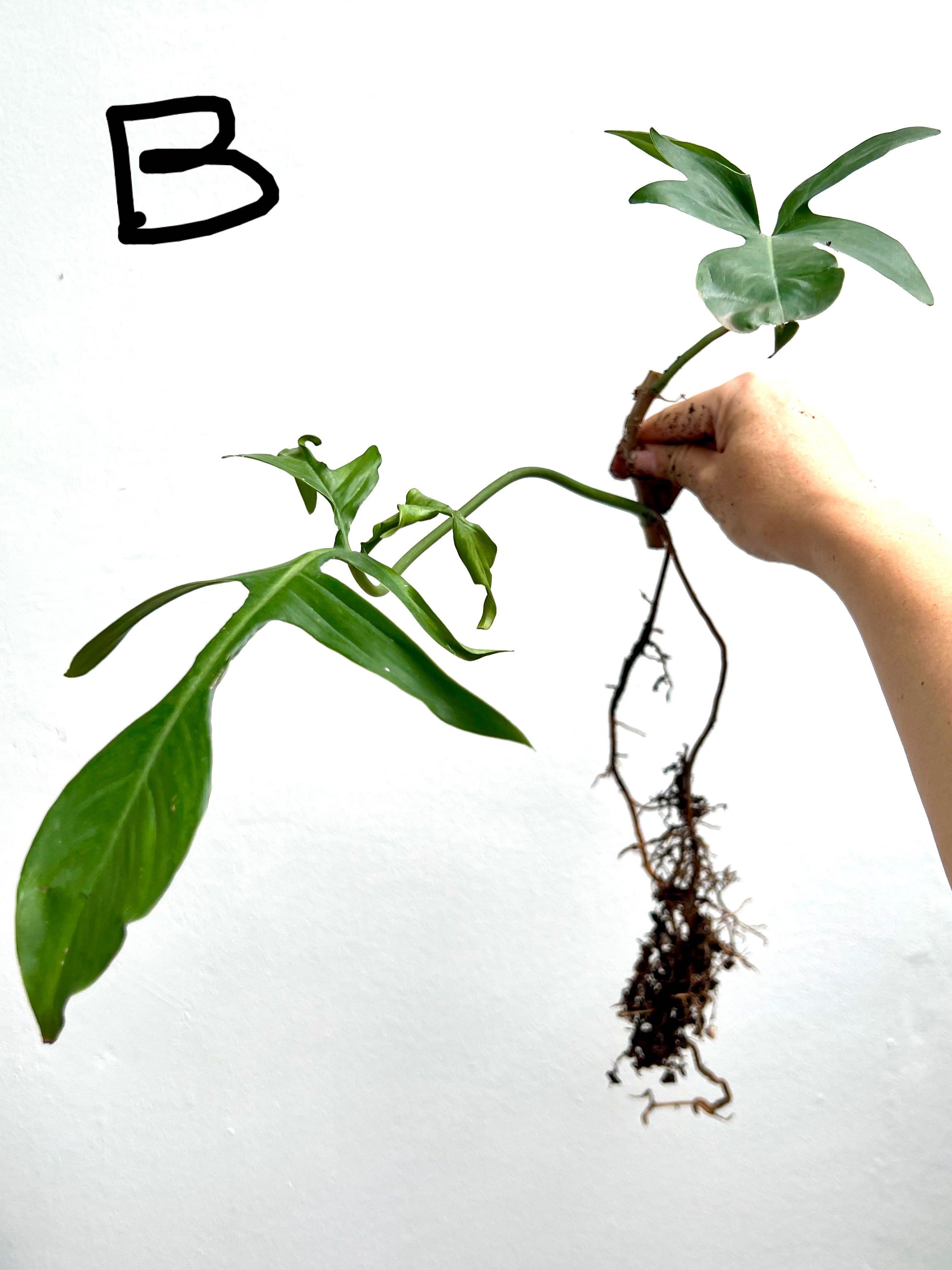 Philodendron Glad Hands (Pedatum Quercifolium) aka Oak Leaf Philo ...