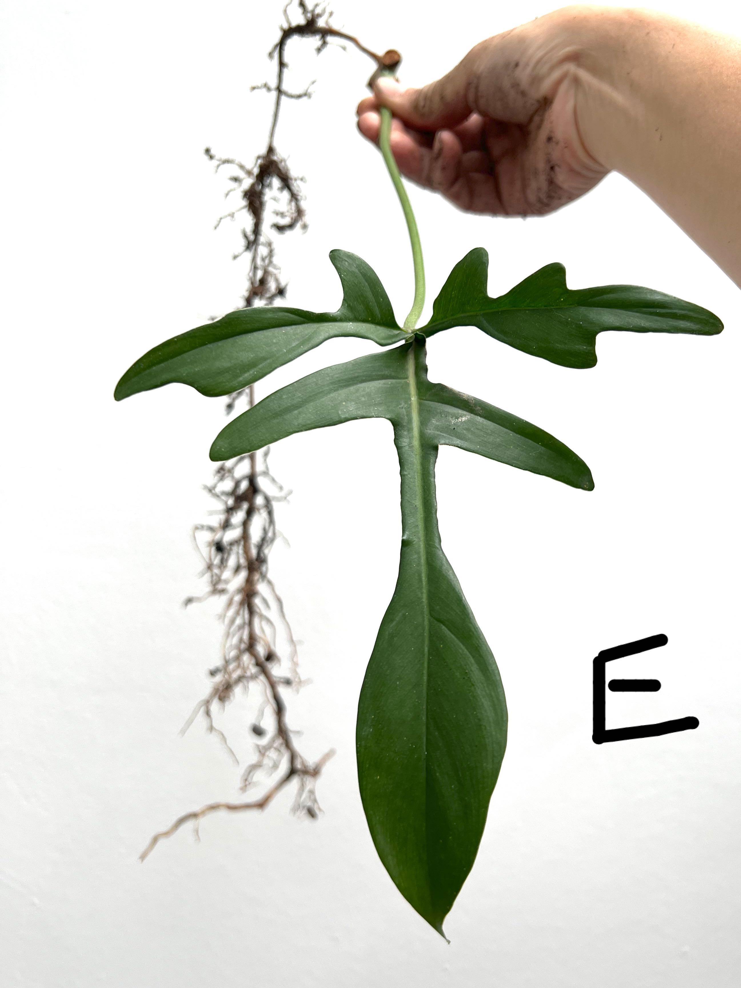 Philodendron Glad Hands (Pedatum Quercifolium) aka Oak Leaf Philo ...