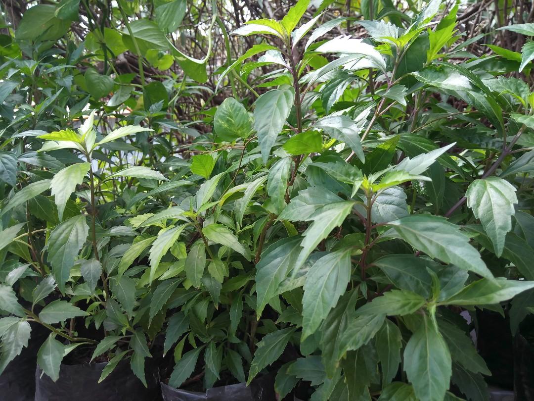 Taheebo Balbas pusa, Furniture & Home Living, Gardening, Plants & Seeds ...