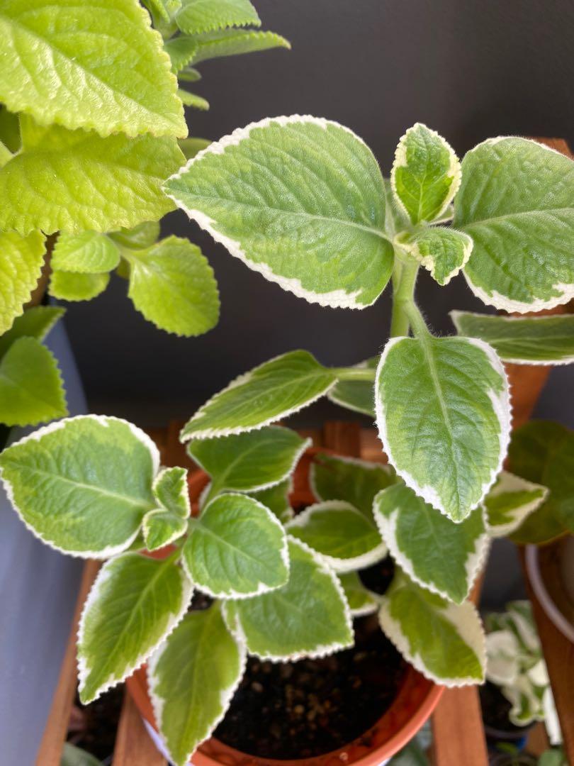 Mexican mint/ Variegated Indian Borage / Variegated Cuban Oregano ...