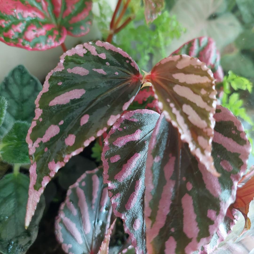 Begonia jungle plant terrarium, Furniture & Home Living, Gardening ...