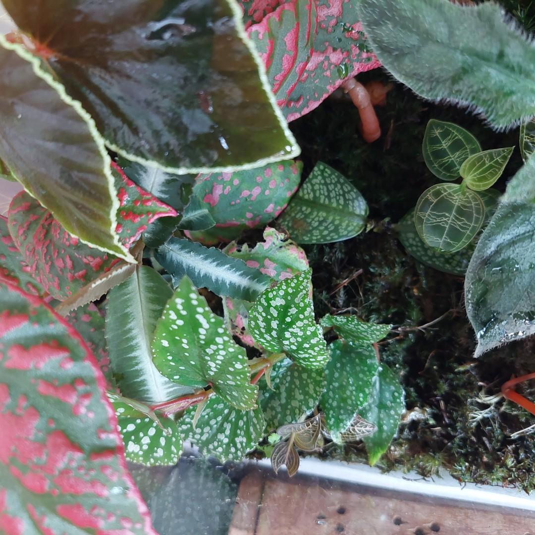 Begonia jungle plant terrarium, Furniture & Home Living, Gardening ...