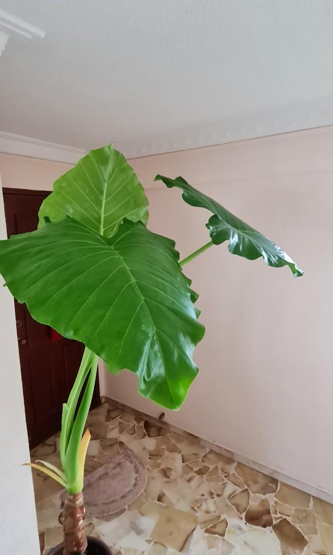 Colocasia Elena Elephant Ear Yam Plant, Furniture & Home Living ...