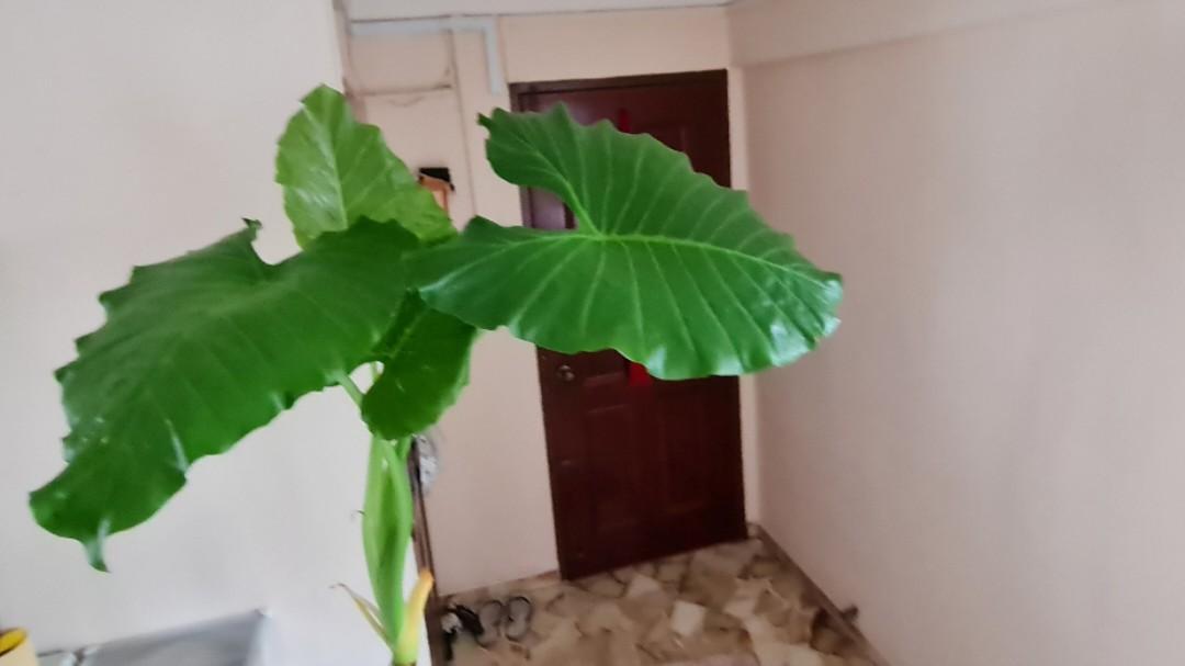 Colocasia Elena Elephant Ear Yam Plant, Furniture & Home Living ...