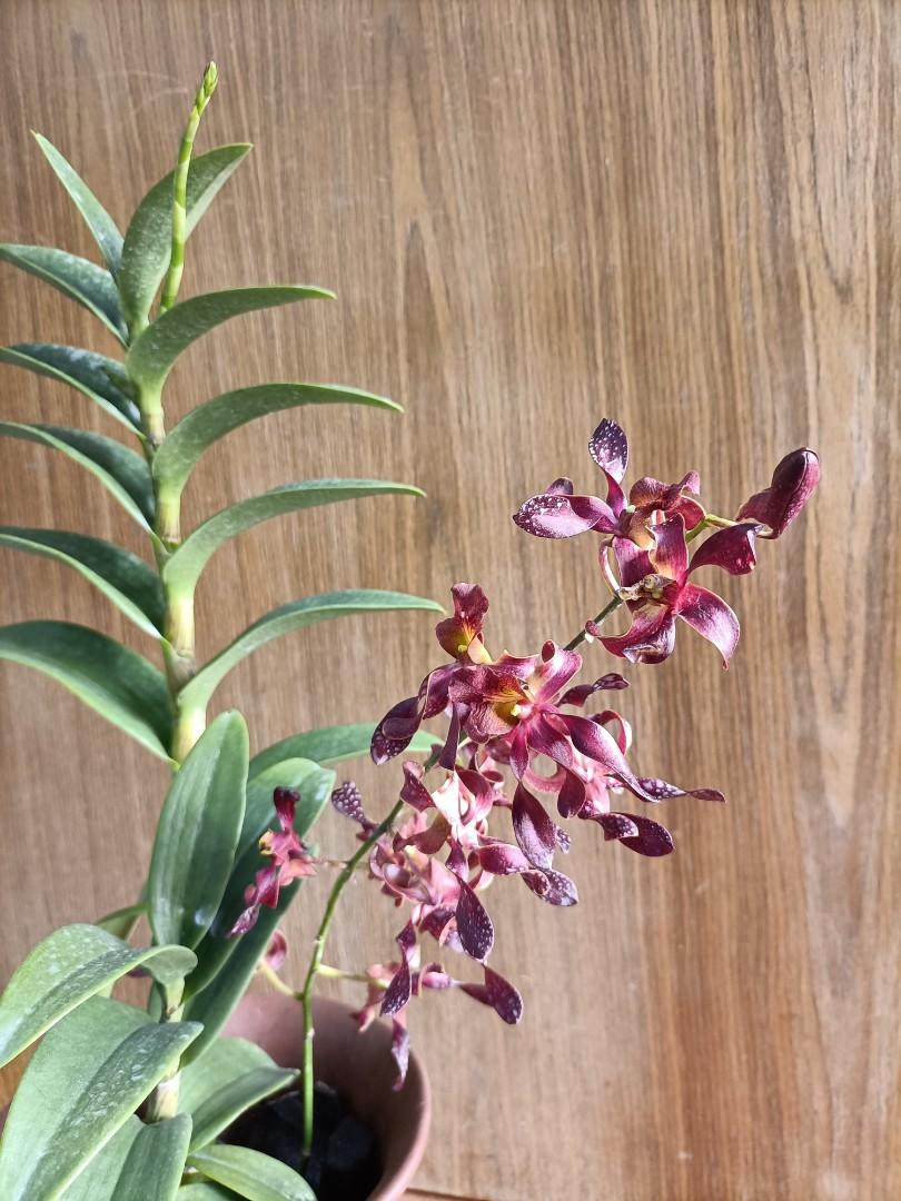 Dancing orchid, dark red, Furniture & Home Living, Gardening, Plants ...