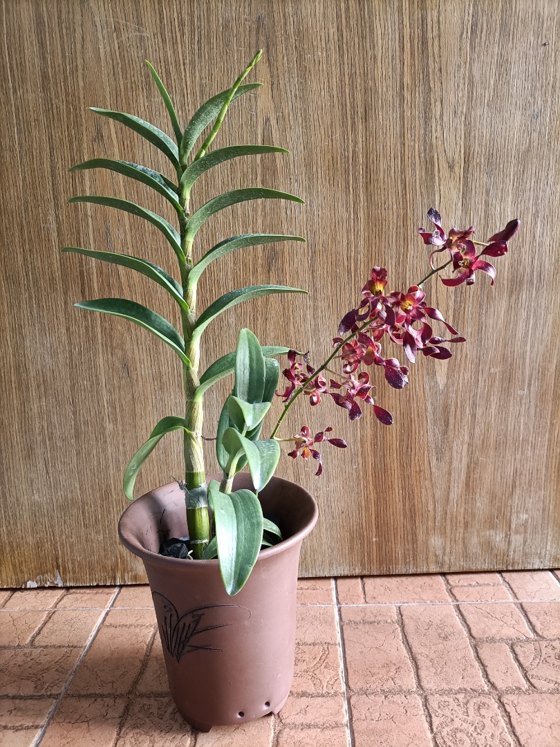 Dancing orchid, dark red, Furniture & Home Living, Gardening, Plants ...