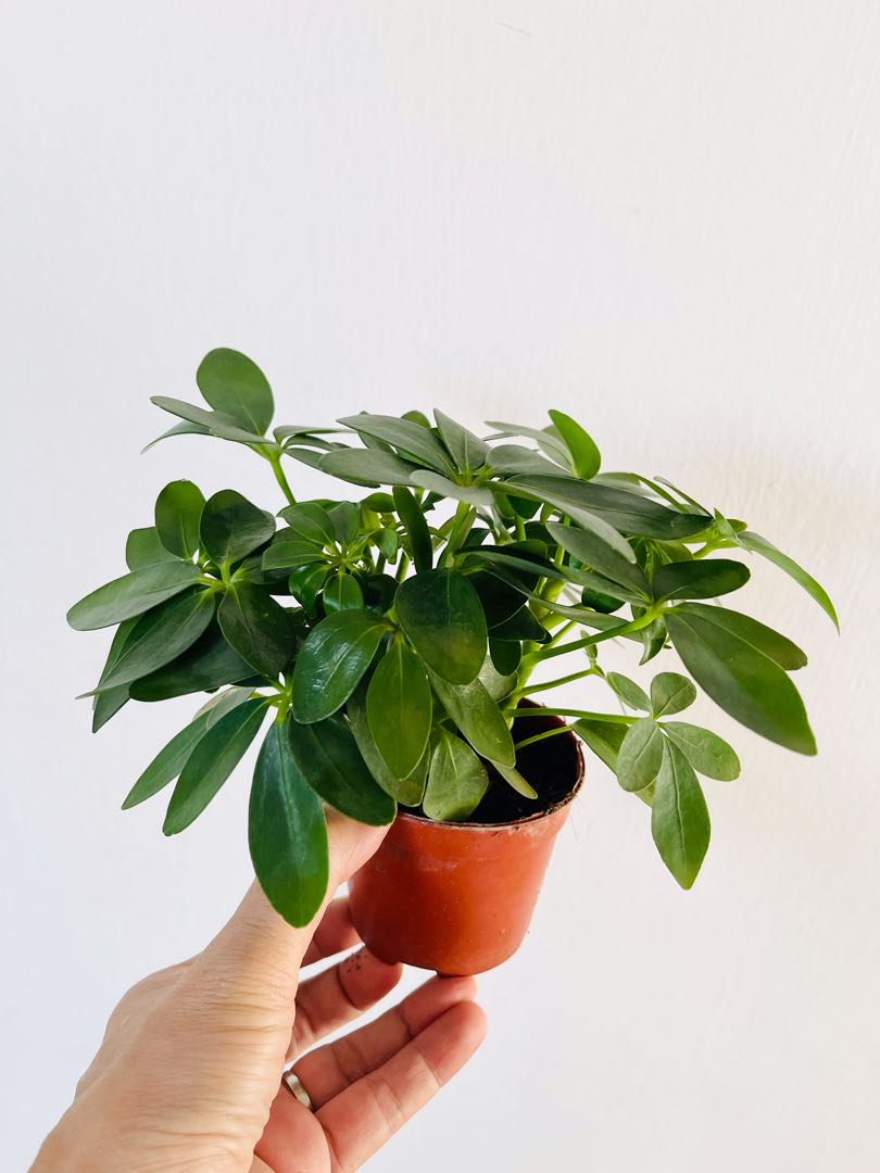 Miniature Umbrella Tree - Schefflera, Furniture & Home Living ...