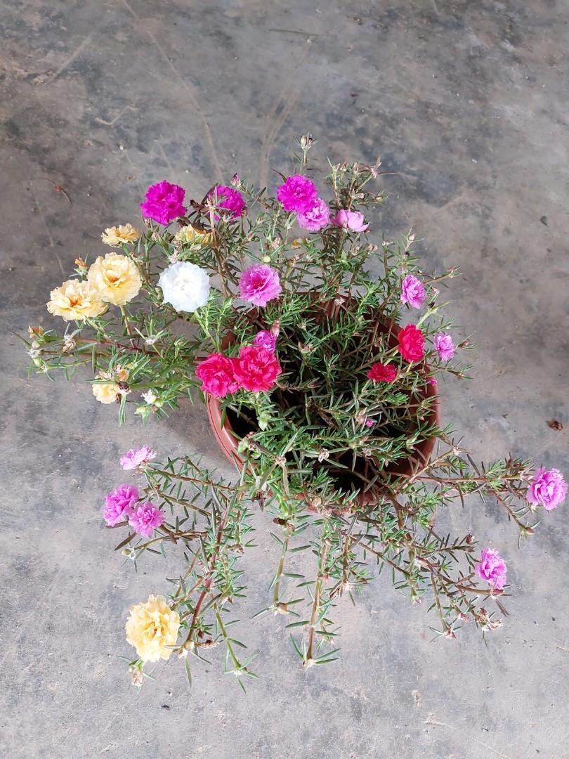 Mixed colour Japanese roses, Furniture & Home Living, Gardening, Plants ...