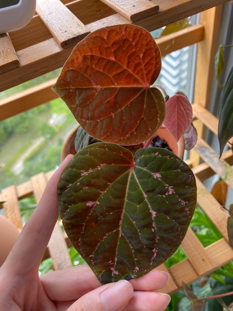 Piper porphyrophyllum in terracotta pot, Furniture & Home Living ...