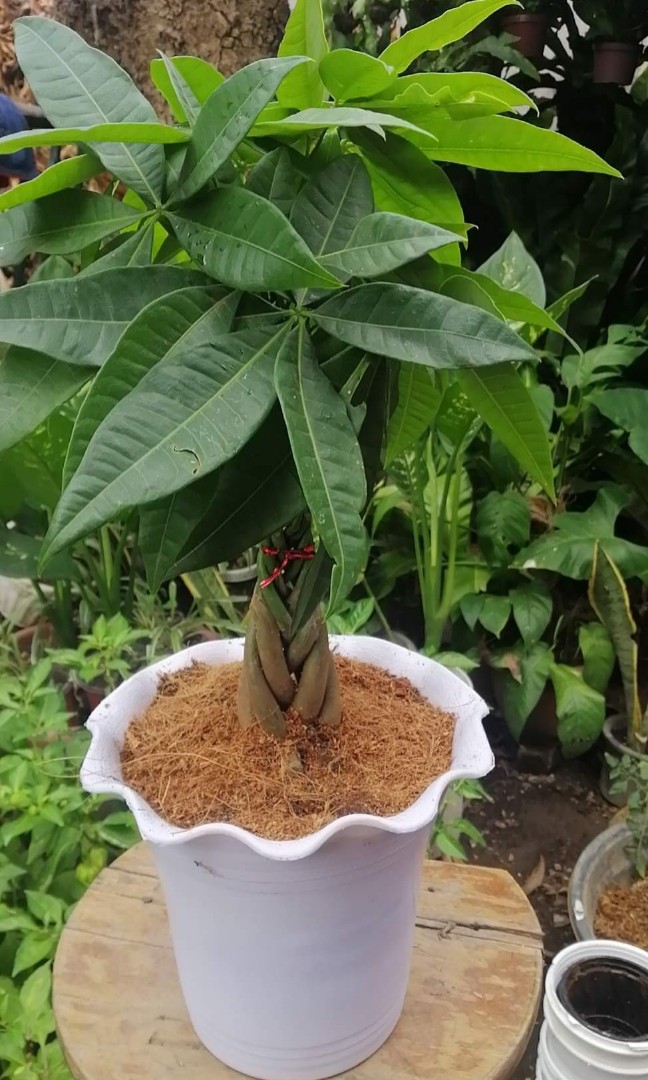 Potted Dwarf Money Tree, Furniture & Home Living, Gardening, Plants ...