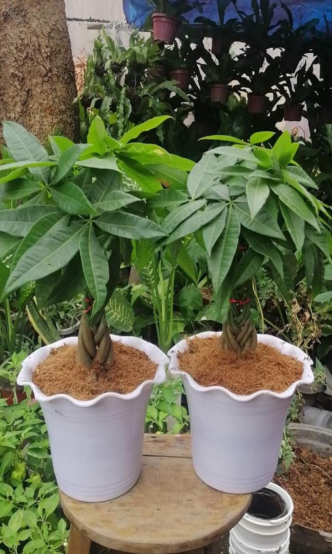 Potted Dwarf Money Tree, Furniture & Home Living, Gardening, Plants ...