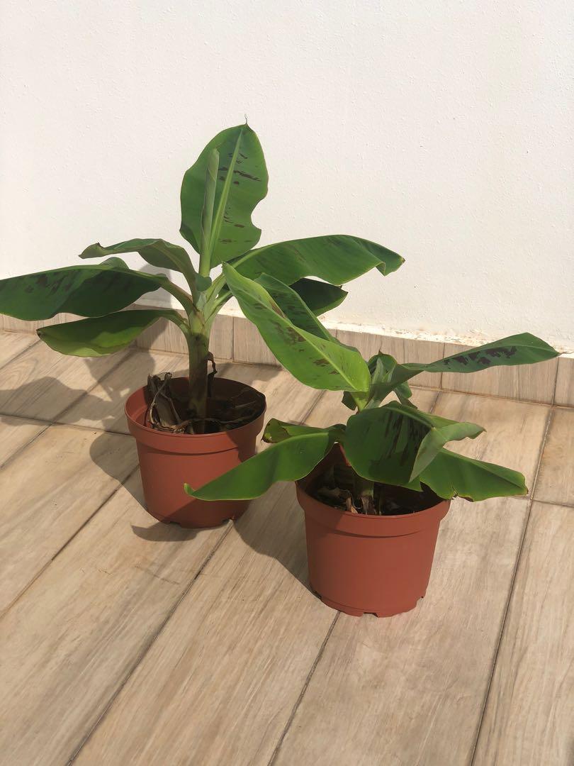 Organic baby dwarf cavendish banana, Furniture & Home Living, Gardening ...