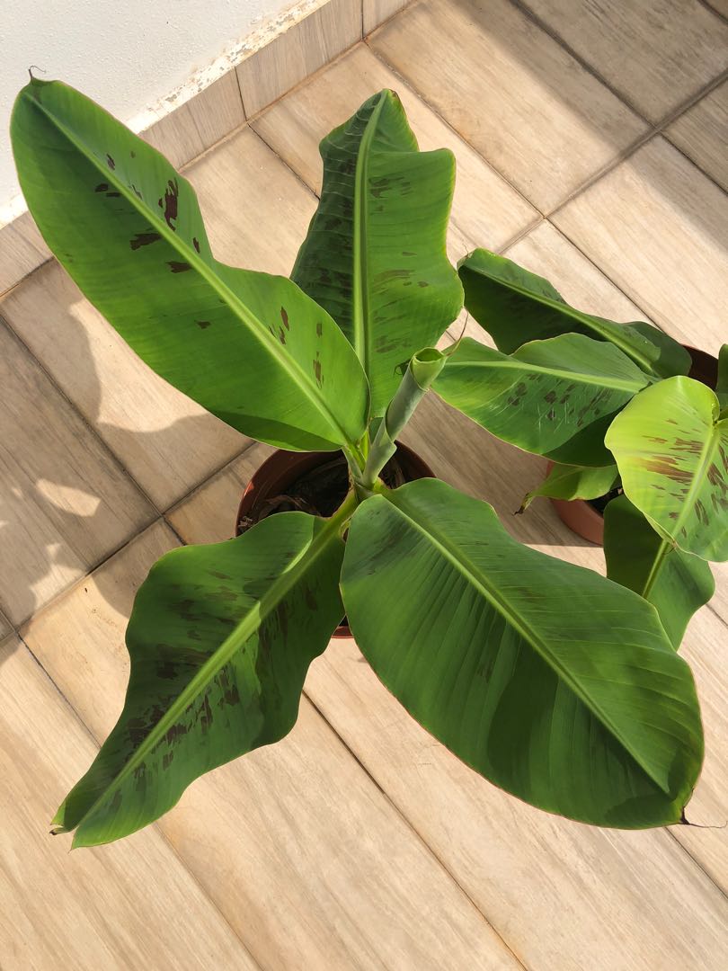 Organic baby dwarf cavendish banana, Furniture & Home Living, Gardening ...