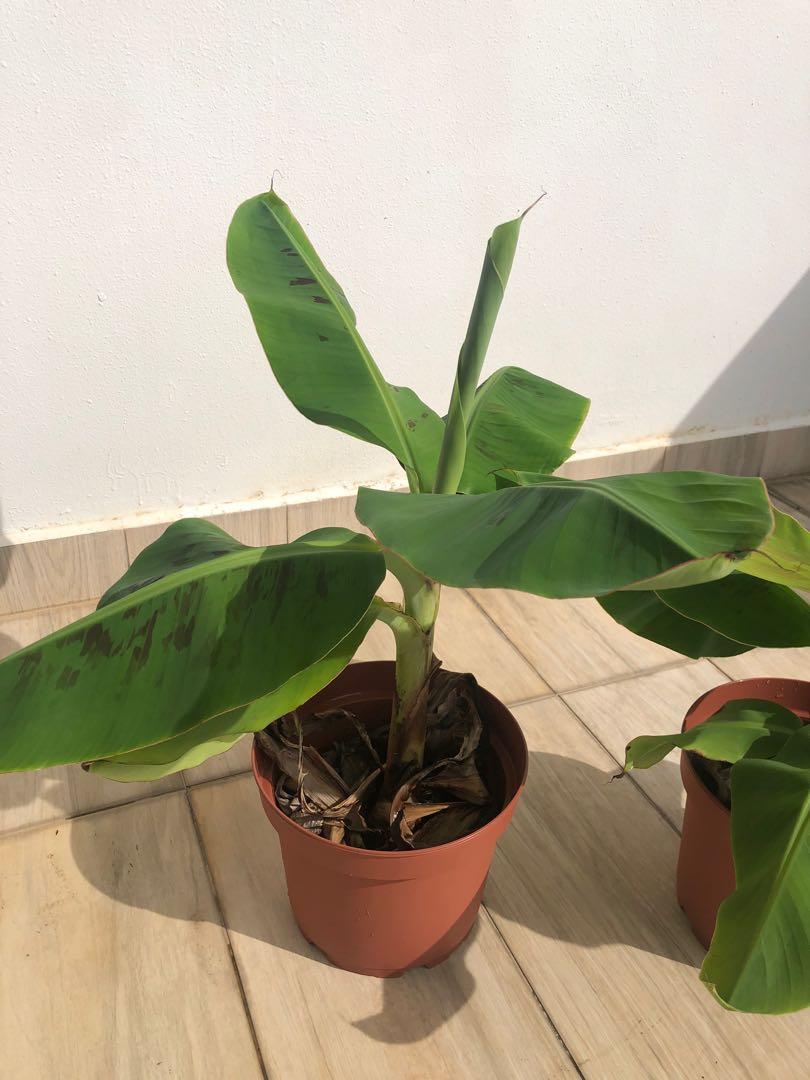 Organic baby dwarf cavendish banana, Furniture & Home Living, Gardening ...