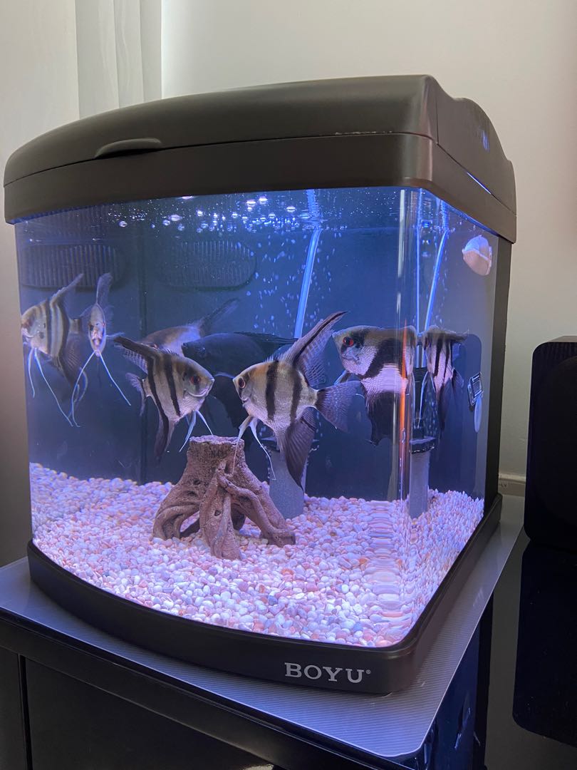 BOYU branded Fish Tank with 2 Angle fish, Sports Equipment, Fishing on ...