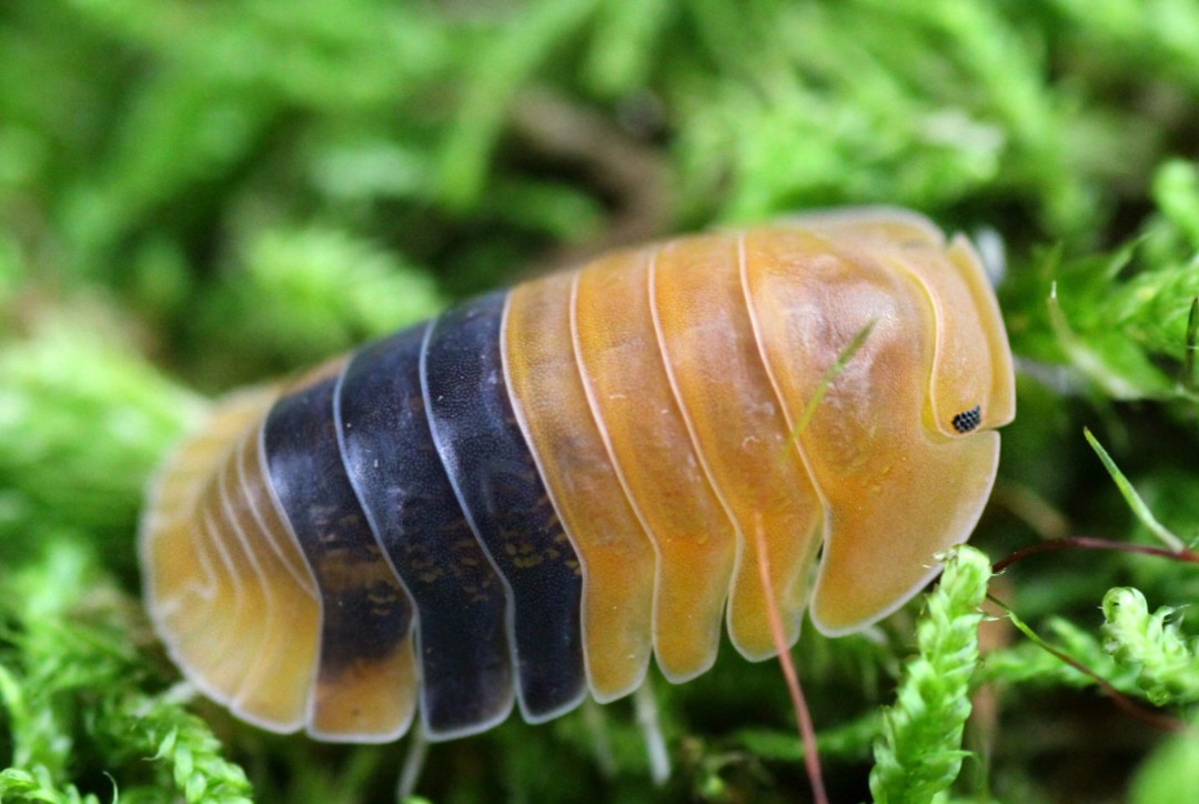 (OOS)Frozen pet food feeder isopod cubaris amber ducky terrarium ...