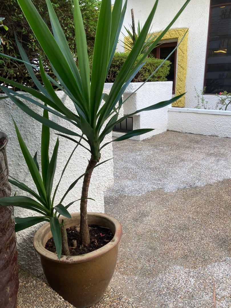 Yucca tree (not dracaena Draco plant), Furniture & Home Living ...