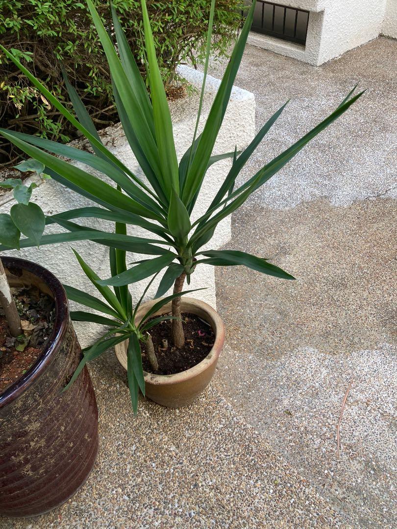 Yucca tree (not dracaena Draco plant), Furniture & Home Living ...