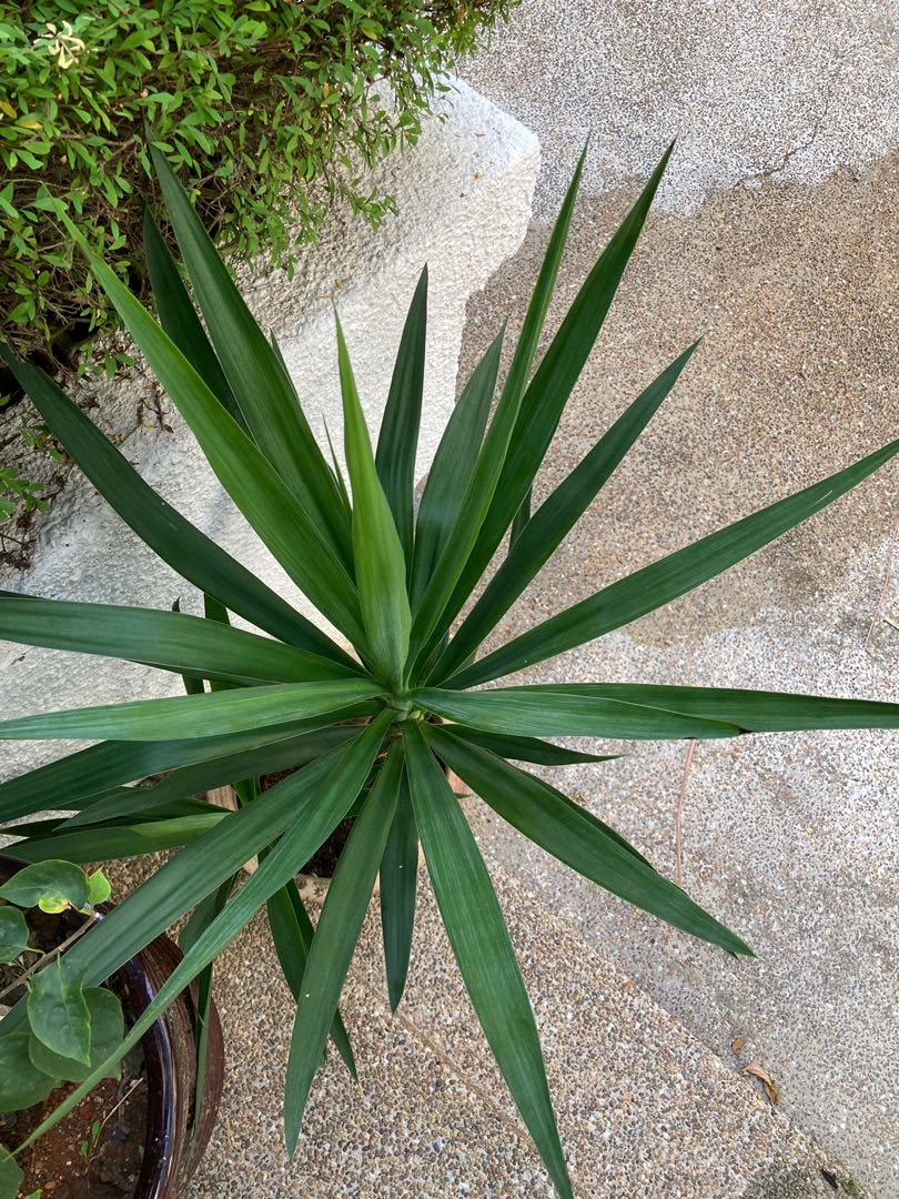 Yucca tree (not dracaena Draco plant), Furniture & Home Living ...