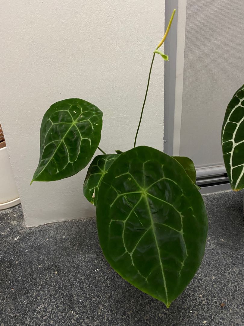 Anthurium Forgetti white stripes dark form, Furniture & Home Living ...
