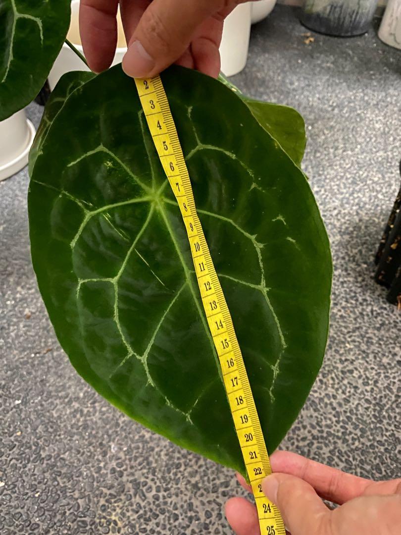 Anthurium Forgetti white stripes dark form, Furniture & Home Living ...