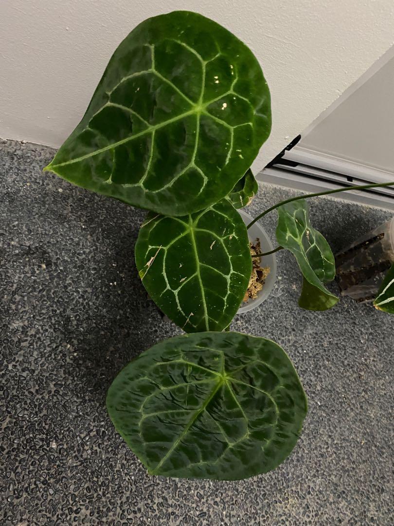 Anthurium Forgetti white stripes dark form, Furniture & Home Living ...