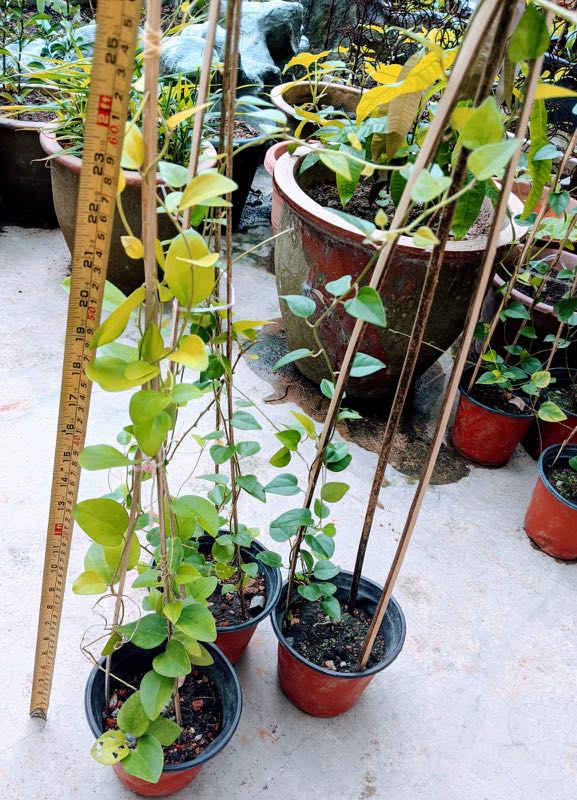 Cylea Barbata, Furniture & Home Living, Gardening, Plants & Seeds on ...