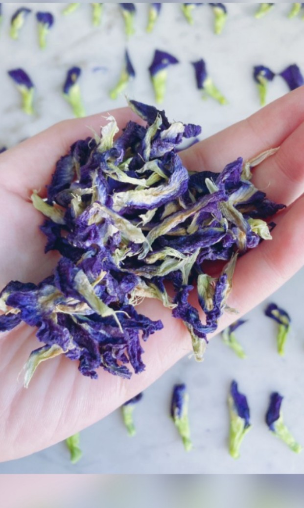 dried blue pea flower baking natural colouring homegrown, Furniture ...