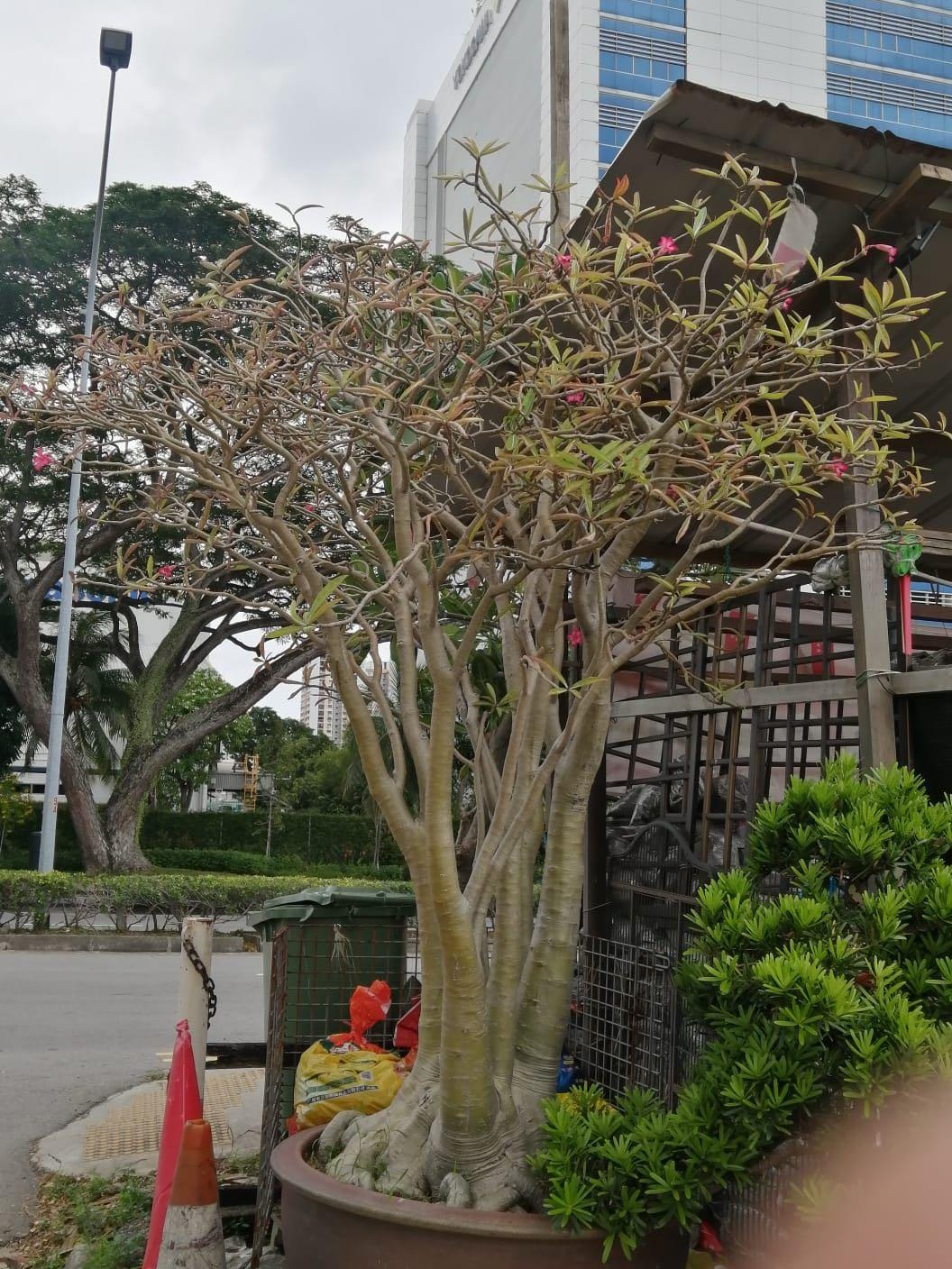 Giant adenium , Furniture & Home Living, Gardening, Plants & Seeds on ...