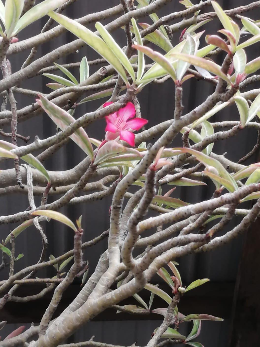 Giant adenium , Furniture & Home Living, Gardening, Plants & Seeds on ...