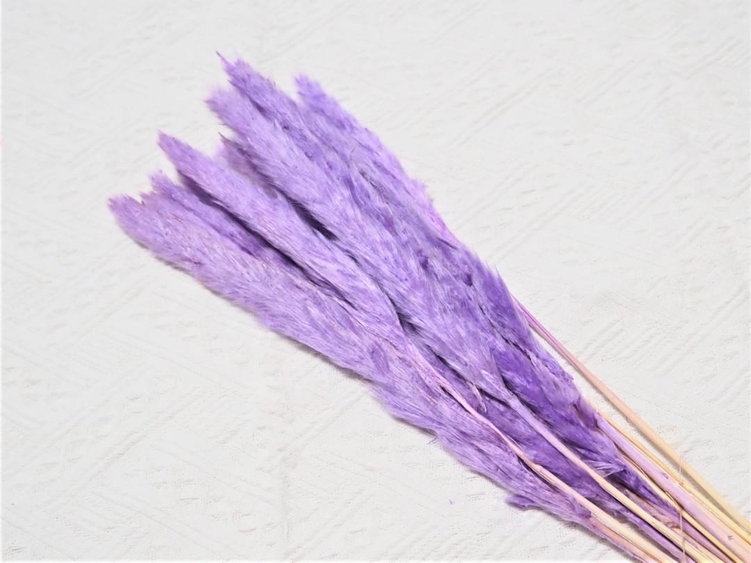 Pampass Grass Hobbies And Toys Stationery And Craft Flowers And Bouquets