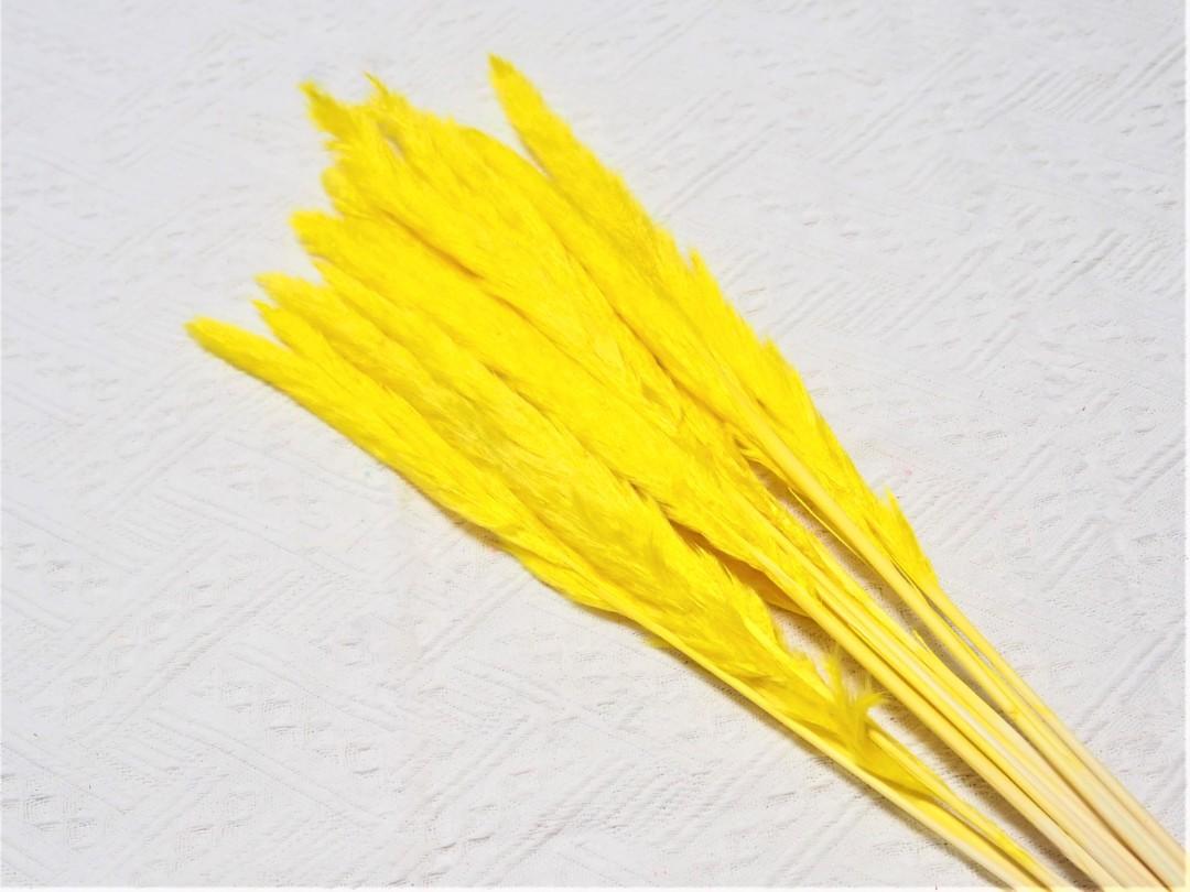 Pampass Grass Hobbies And Toys Stationery And Craft Flowers And Bouquets On Carousell