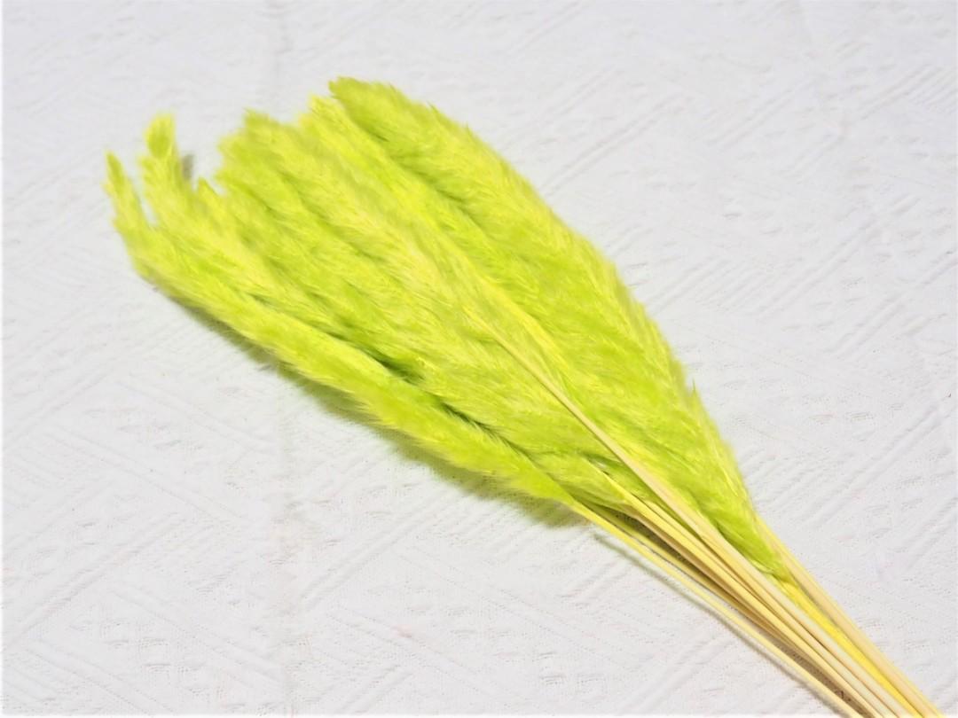 Pampass Grass Hobbies And Toys Stationery And Craft Flowers And Bouquets On Carousell