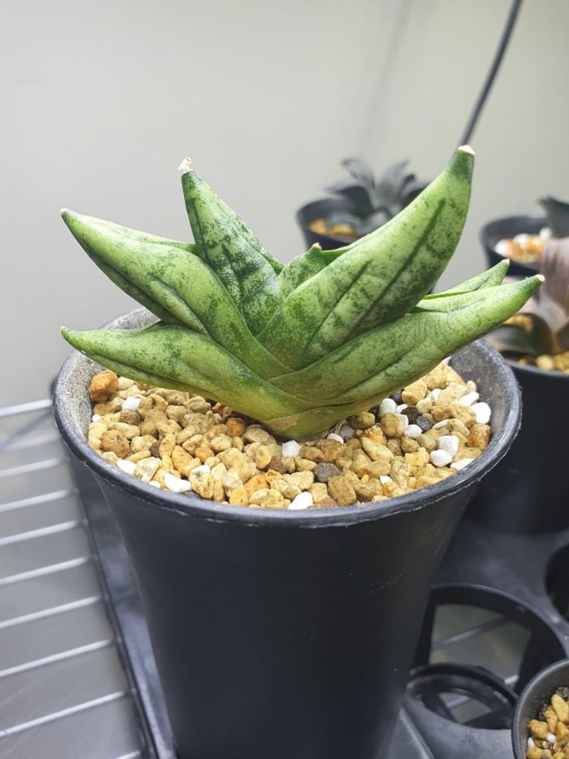 Sansevieria Boncel Mini (aka Bonji), Furniture & Home Living, Gardening ...