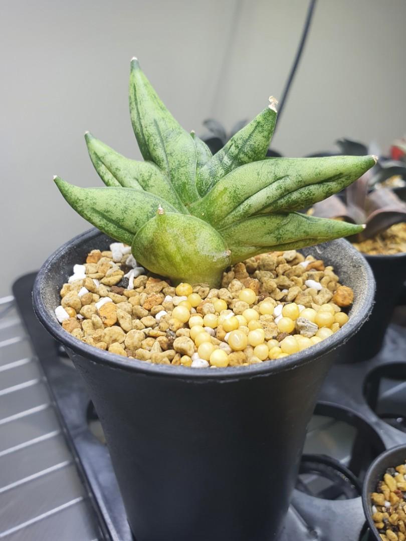 Sansevieria Boncel Mini (aka Bonji), Furniture & Home Living, Gardening ...